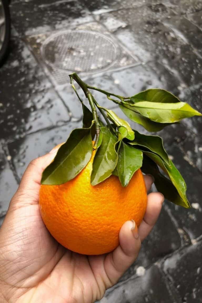 20 FUN Facts About Oranges That Will Amaze You!