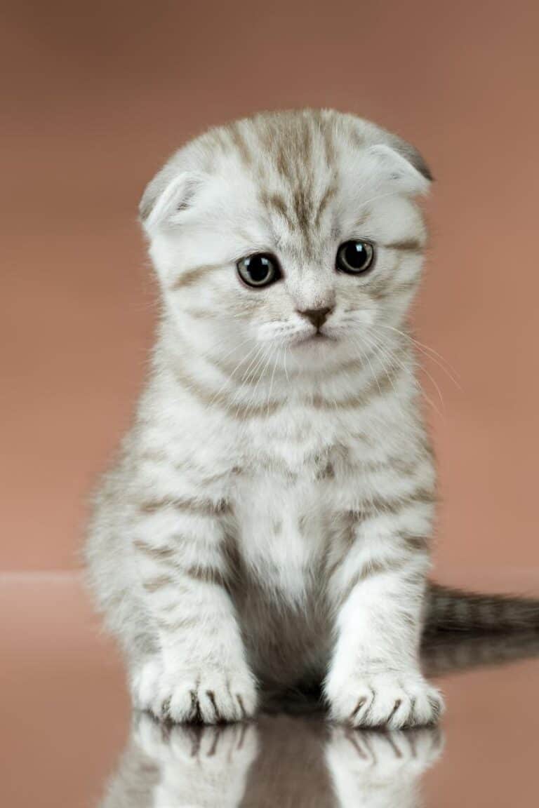 15 FUN Facts About Kittens That Will Amaze You!