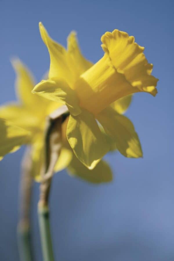 16 FUN Facts About March That Will Amaze You (2024 Facts)