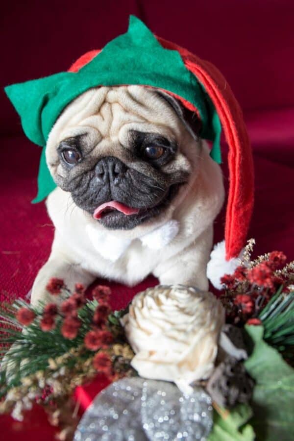 15 FUN Facts About Pugs That Will Amaze You!