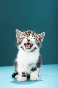 15 FUN Facts About Kittens That Will Amaze You!