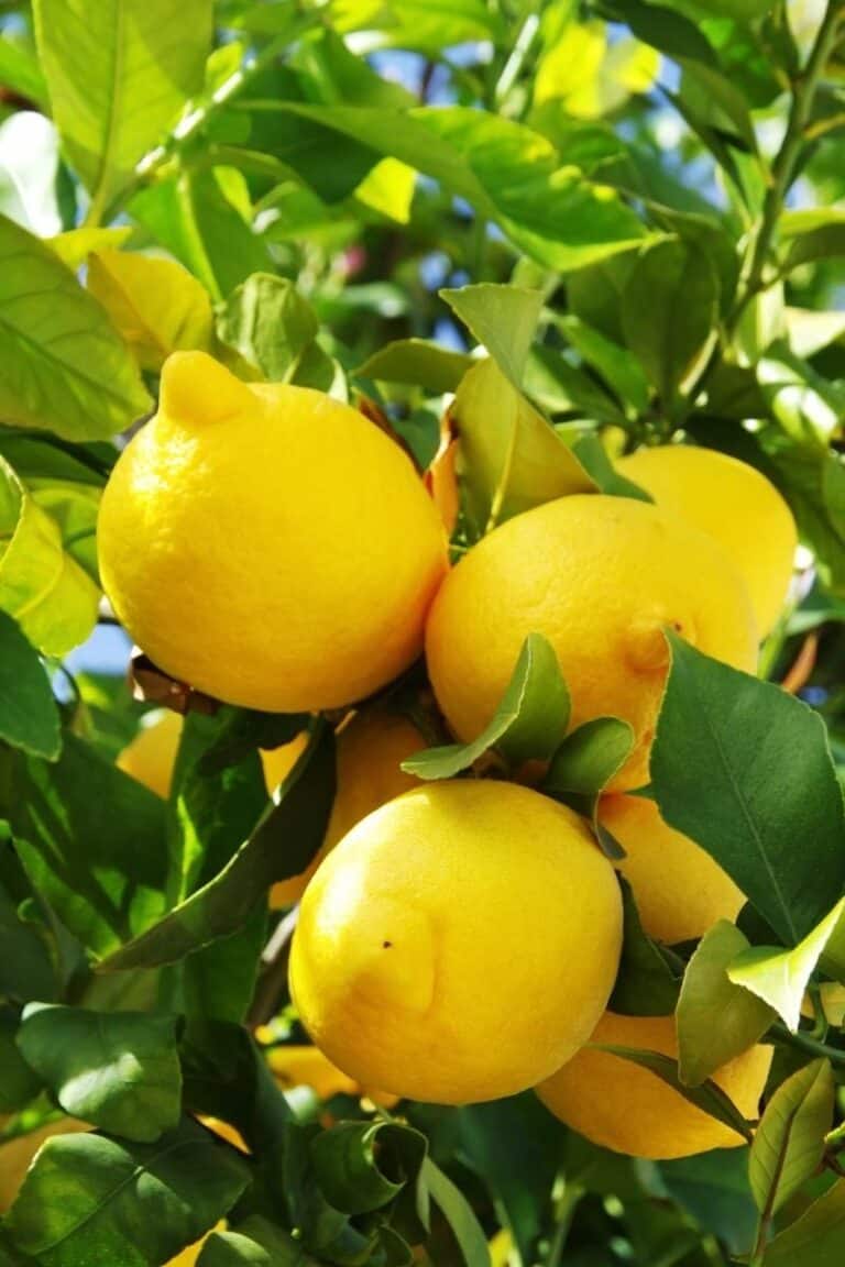 16 FUN Facts About Lemons That Will Amaze You!
