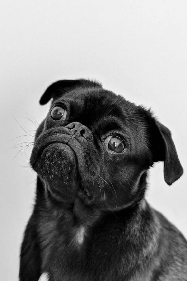 15 FUN Facts About Pugs That Will Amaze You!