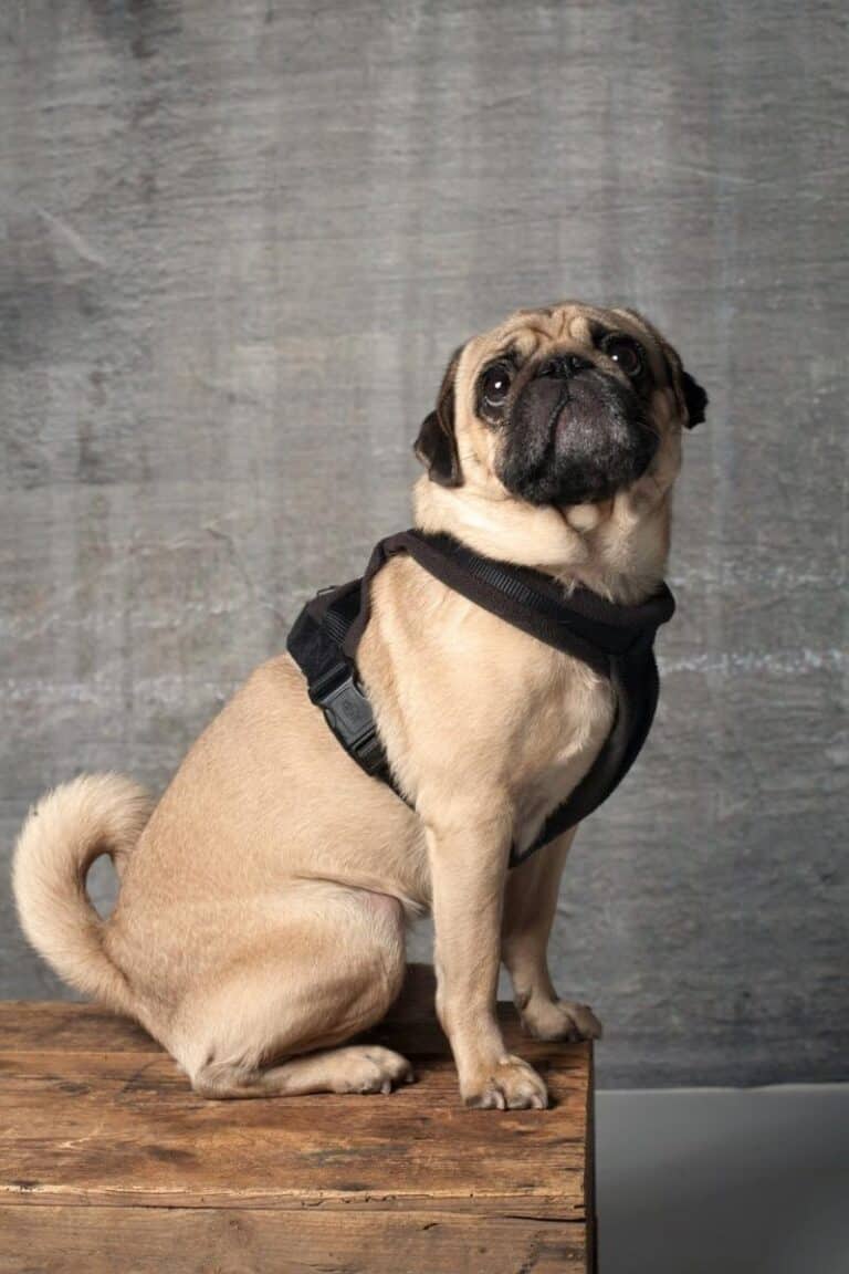 15 FUN Facts About Pugs That Will Amaze You!