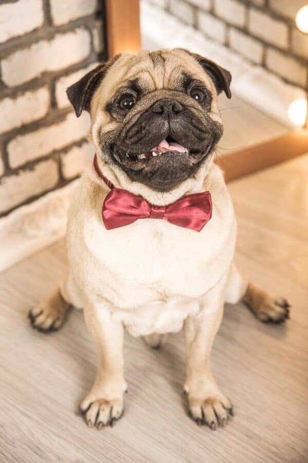 15 FUN Facts About Pugs That Will Amaze You!