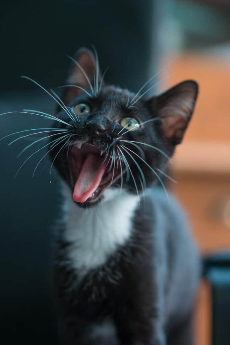 20 FUN Facts About Cats That Will Amaze You!