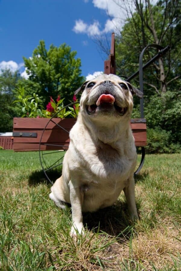 15 FUN Facts About Pugs That Will Amaze You!