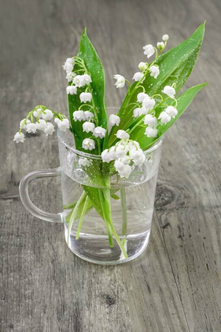 16 FUN Facts About May That Will Amaze You (2024 Facts)