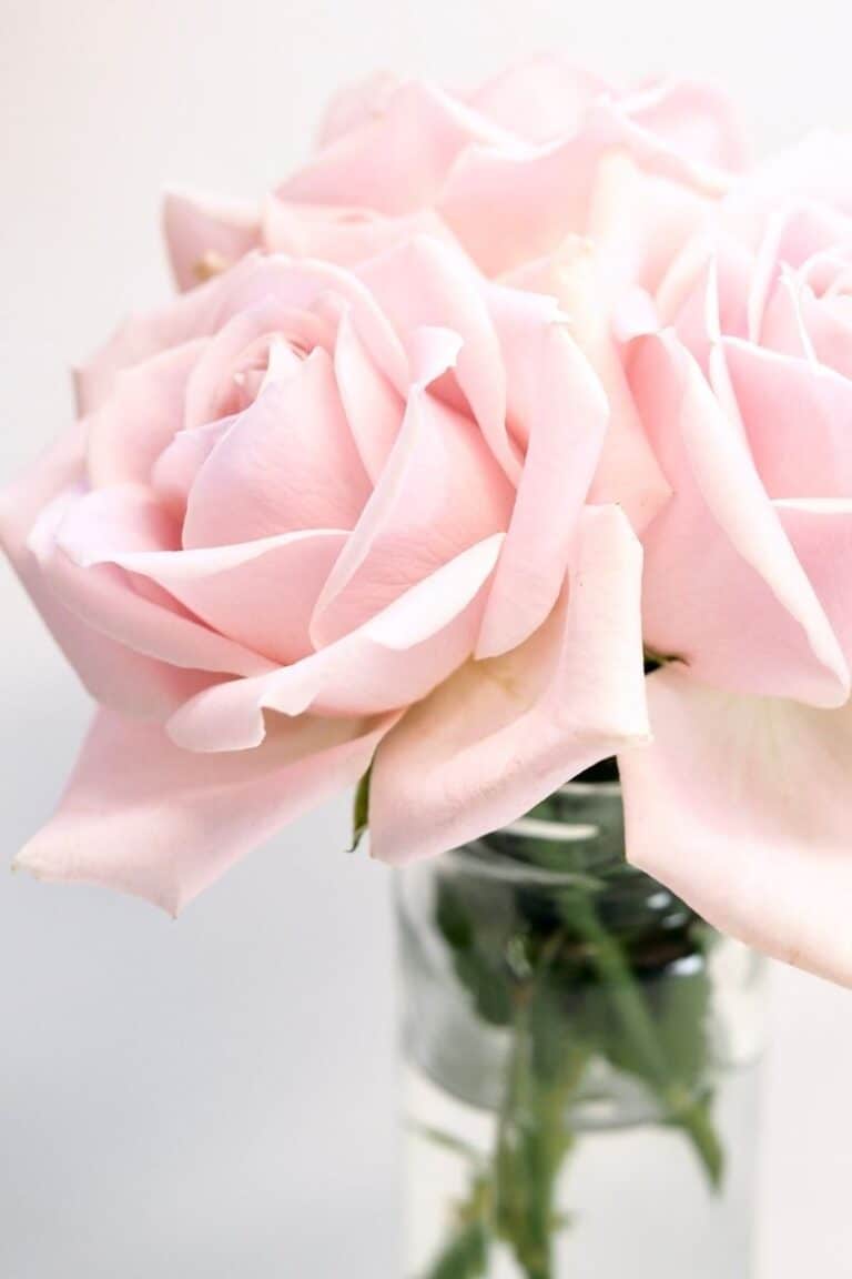 15 FUN Facts About June That Will Amaze You (2024 Facts)