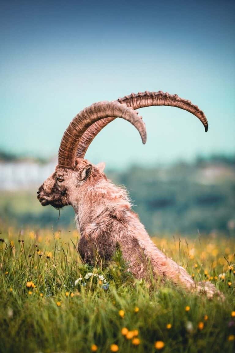 16 FUN Facts About Capricorn That Will Amaze You!