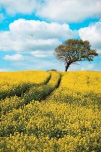 16 FUN Facts About May That Will Amaze You (2024 Facts)