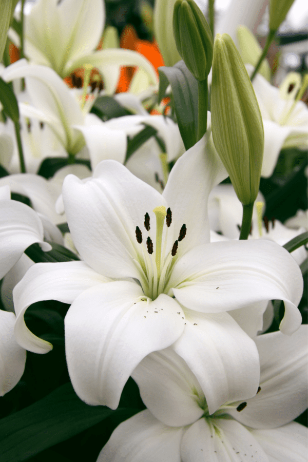 17 FUN Facts About July That Will Amaze You (2024 Facts)