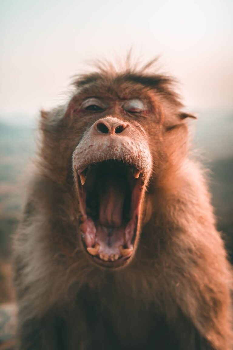 22 FUN Facts About Teeth That Will Amaze You!