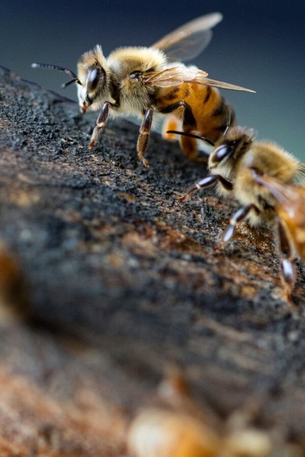 20 FUN Facts About Queen Bees That Will Amaze You!