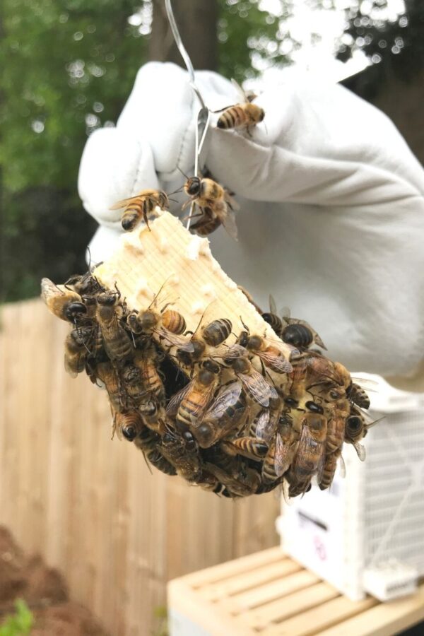 20 FUN Facts About Queen Bees That Will Amaze You!