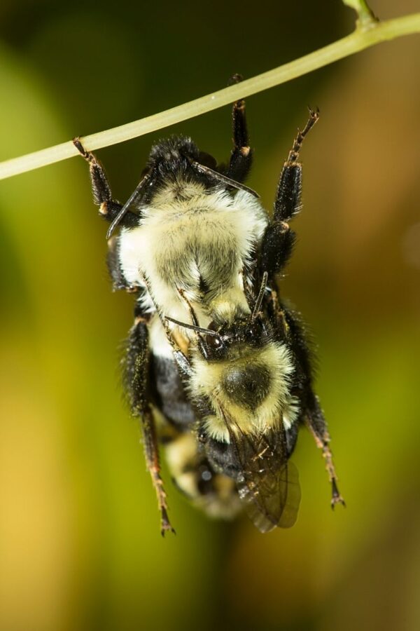 20 FUN Facts About Queen Bees That Will Amaze You!