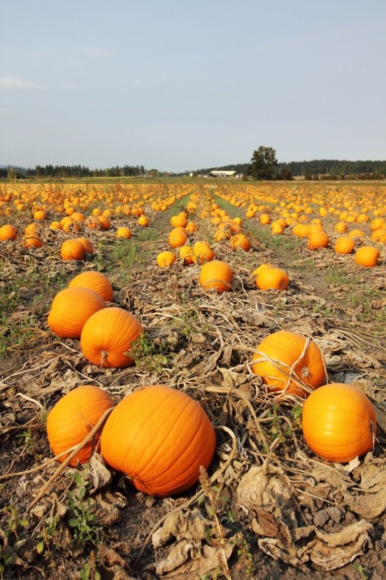 21 FUN Facts About October That Will Amaze You (2024 Facts)