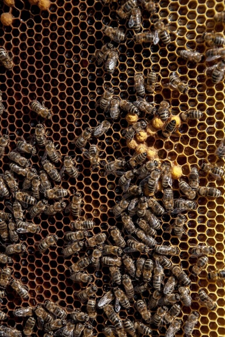 20 FUN Facts About Queen Bees That Will Amaze You!