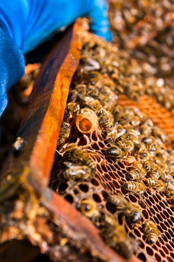 20 FUN Facts About Queen Bees That Will Amaze You!