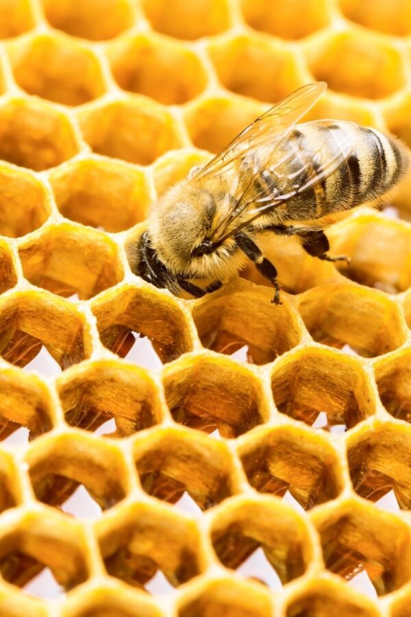 20 FUN Facts About Queen Bees That Will Amaze You!