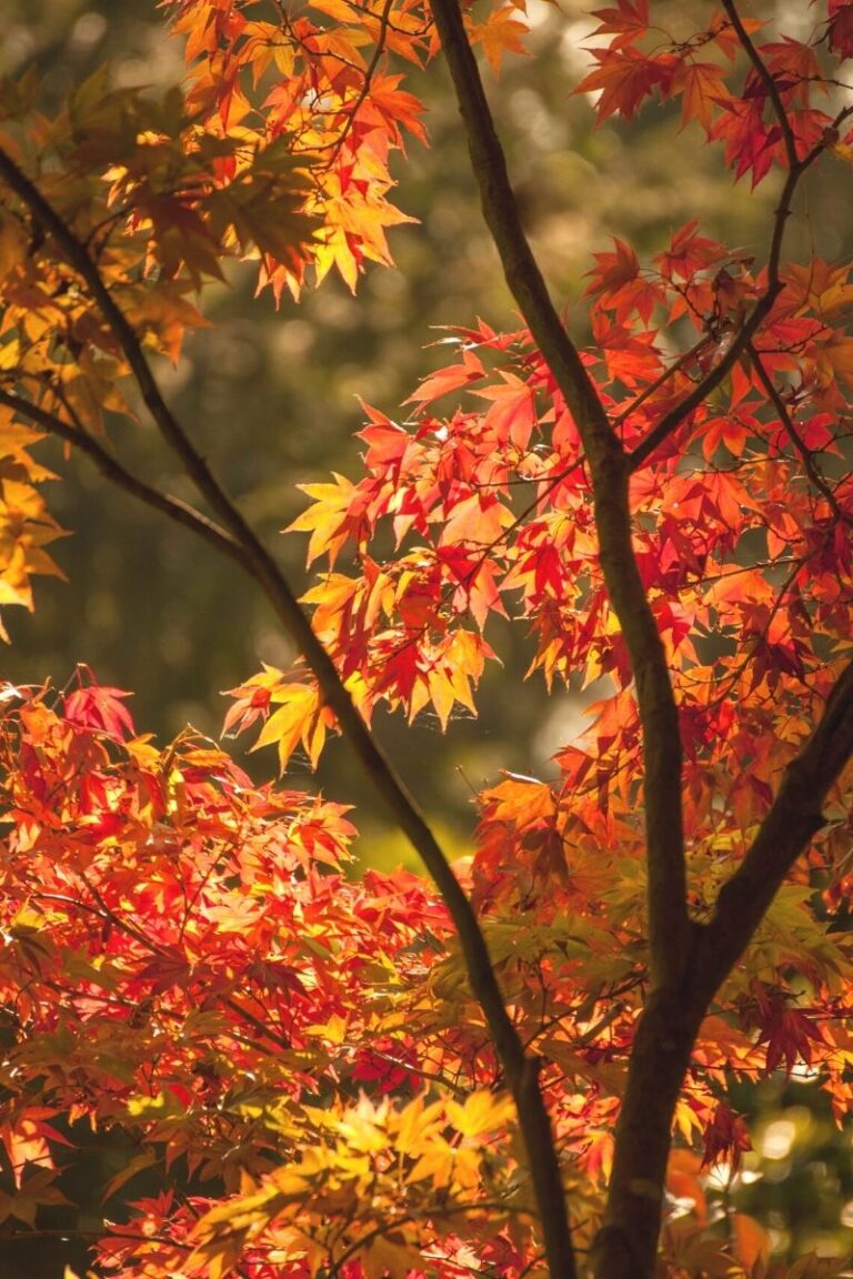 21 FUN Facts About October That Will Amaze You (2024 Facts)