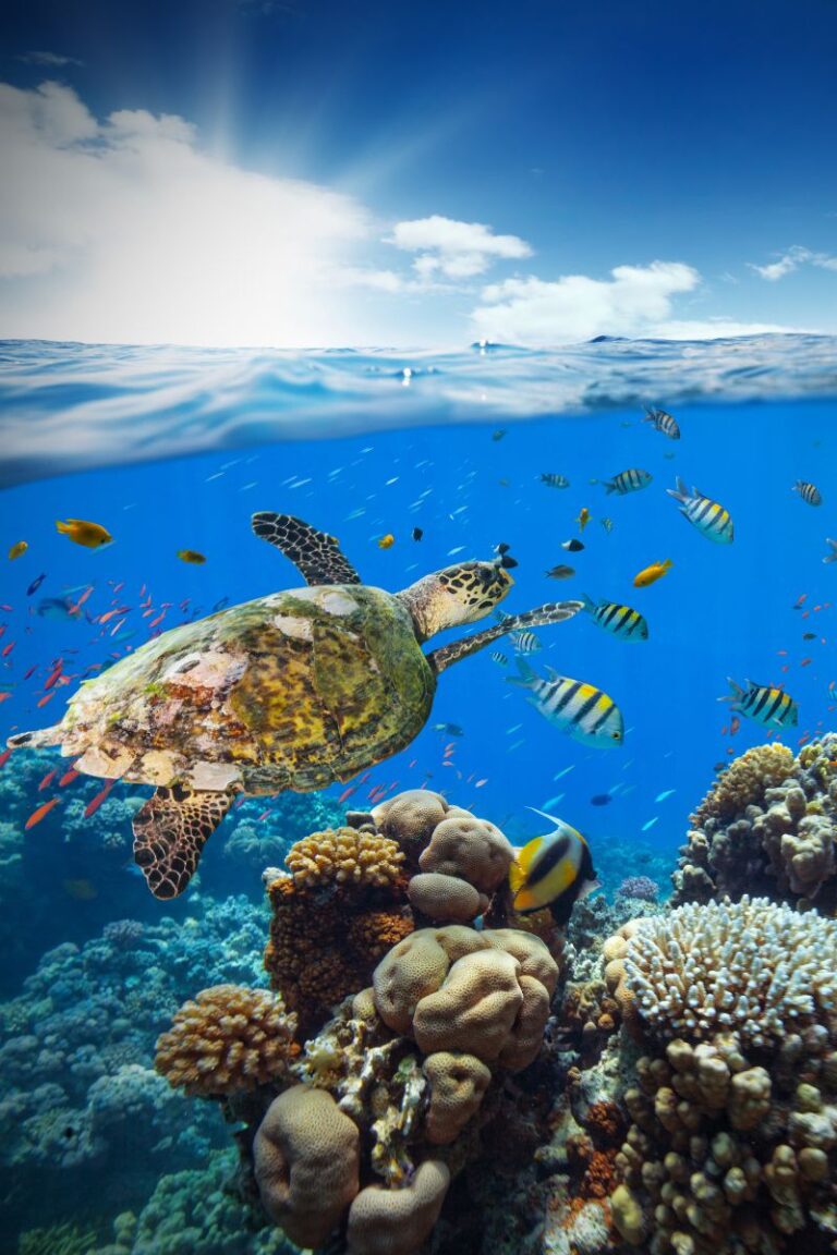 20 FUN Facts About Coral That Will Amaze You!