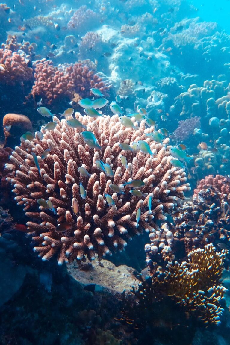 20 FUN Facts About Coral That Will Amaze You!