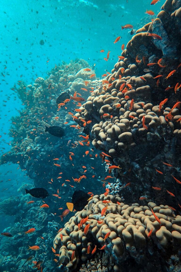 20 FUN Facts About Coral That Will Amaze You!