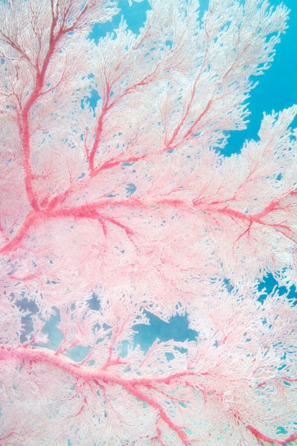 20 FUN Facts About Coral That Will Amaze You!