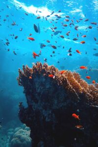 20 FUN Facts About Coral That Will Amaze You!