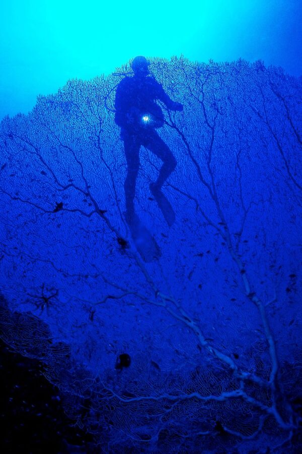 20 FUN Facts About Coral That Will Amaze You!