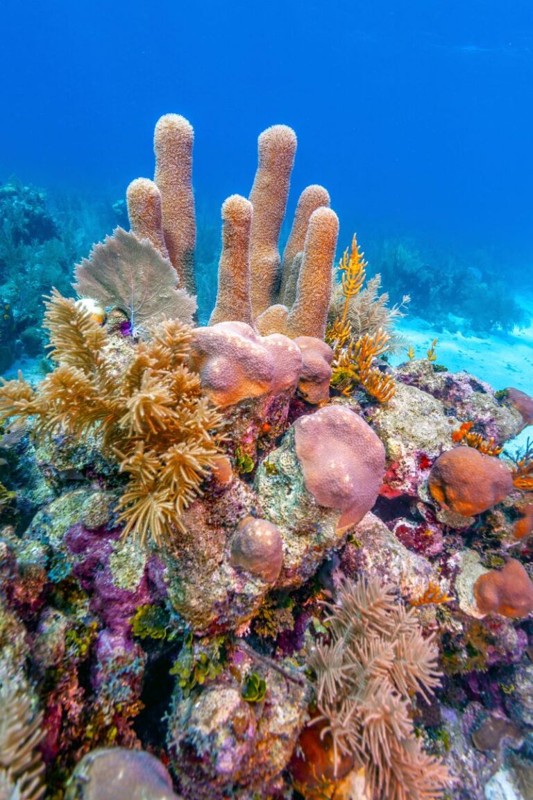 20 FUN Facts About Coral That Will Amaze You!