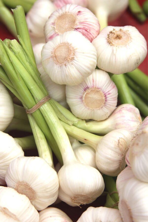 20 FUN Facts About Garlic That Will Amaze You!