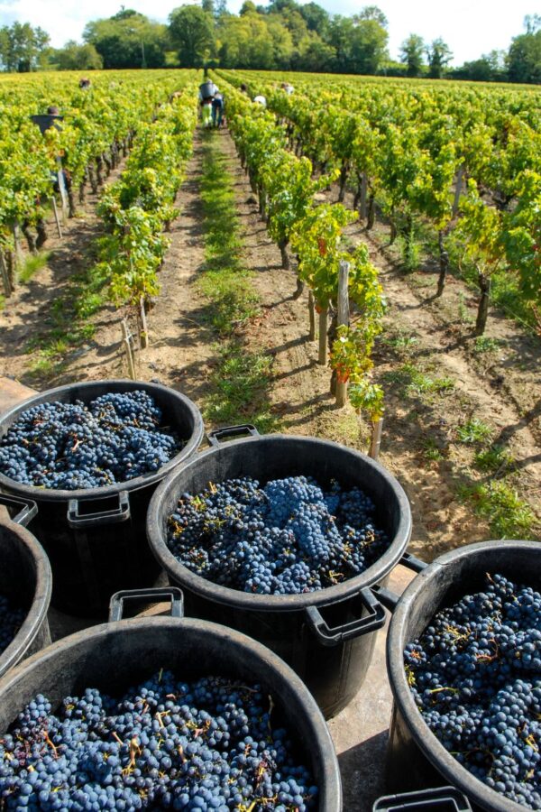 20 FUN Facts About Grapes That Will Amaze You!