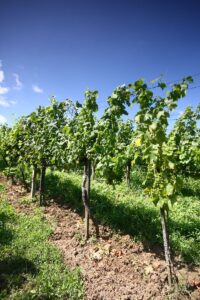 20 FUN Facts About Grapes That Will Amaze You!