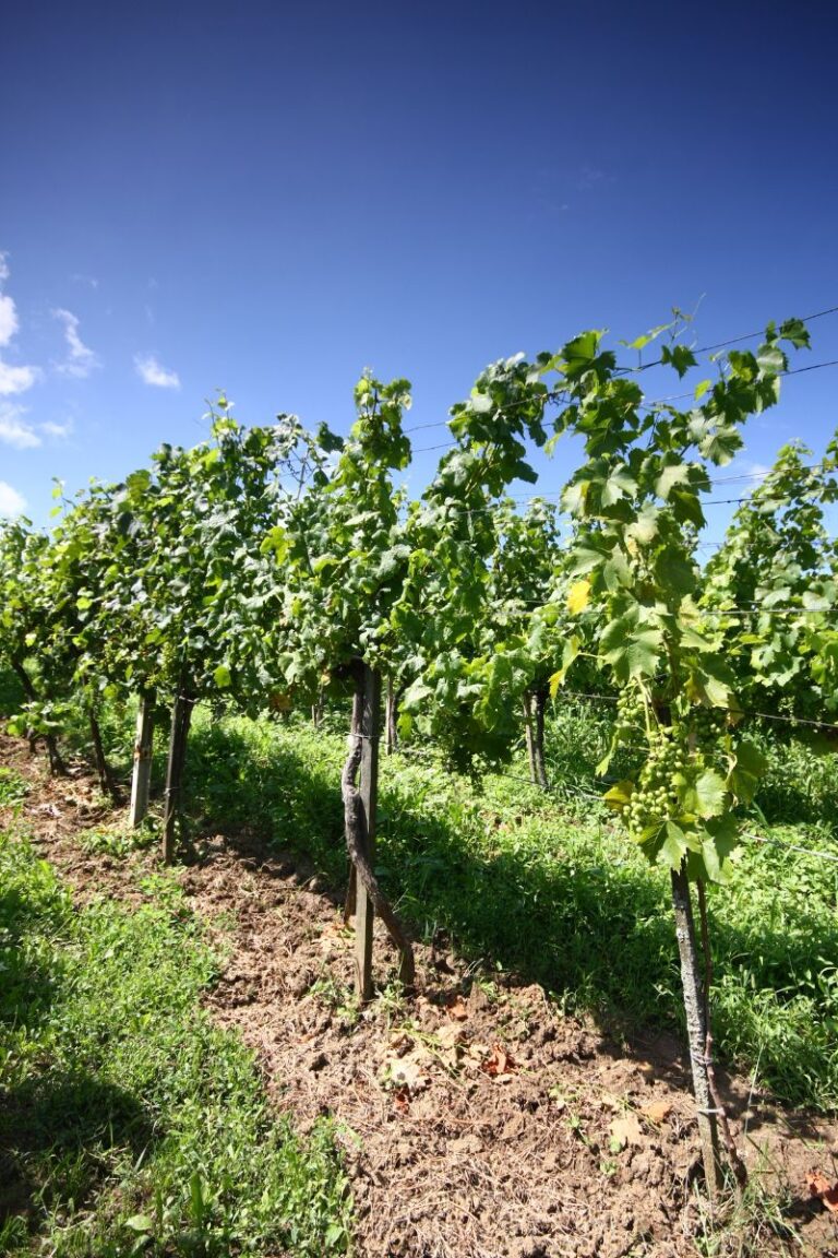 20 FUN Facts About Grapes That Will Amaze You!