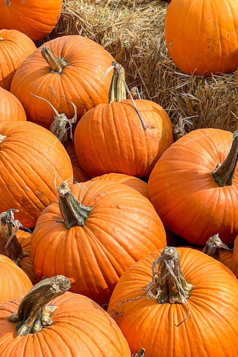 19 FUN Facts About Pumpkins That Will Amaze You!
