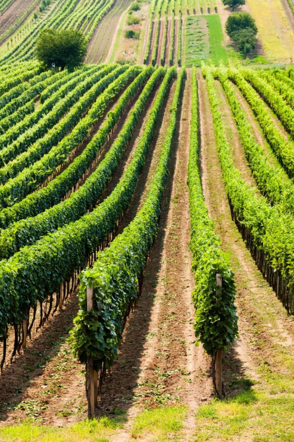 20 FUN Facts About Grapes That Will Amaze You!