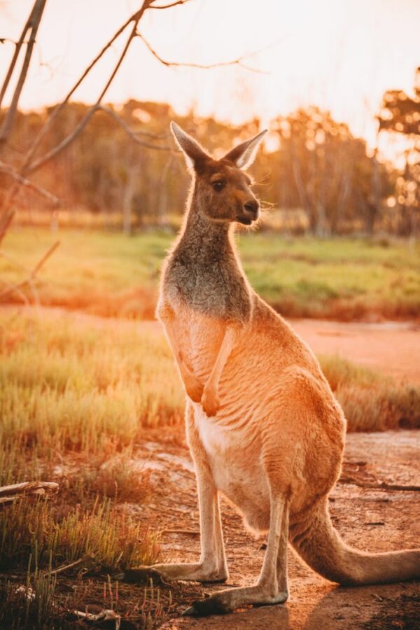 21 FUN Facts About South Australia That Will Amaze You!