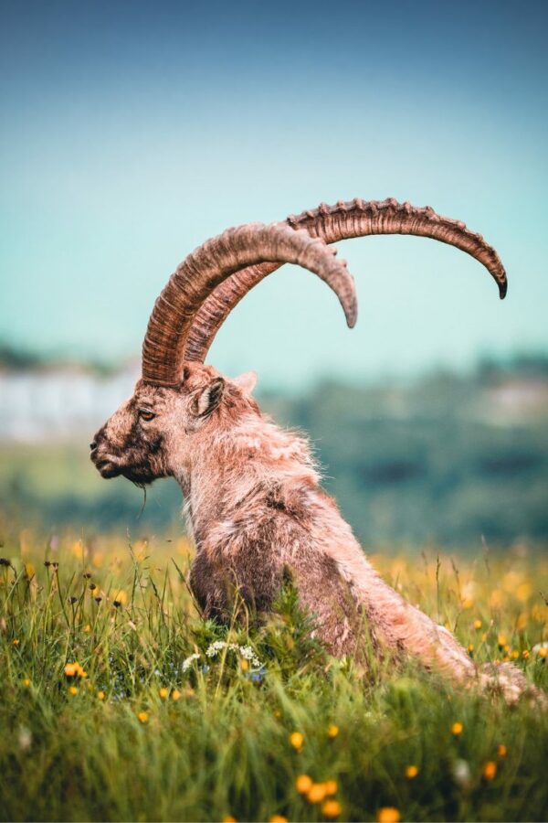 21 FUN Facts About Aries That Will Amaze You!