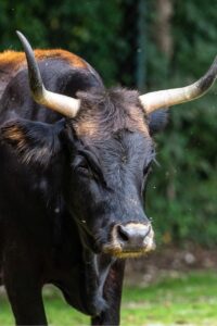 19 FUN Facts About Taurus That Will Amaze You!