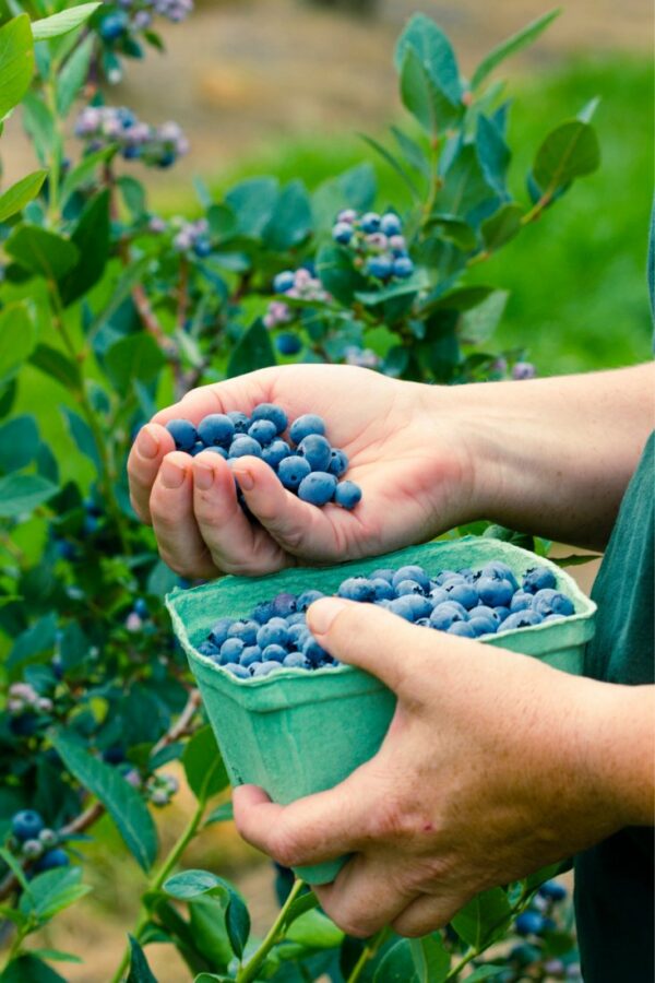 21 FUN Facts About Blueberries That Will Amaze You!