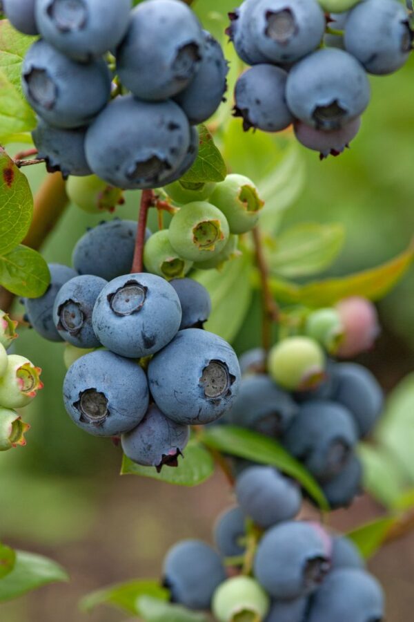 21 FUN Facts About Blueberries That Will Amaze You!