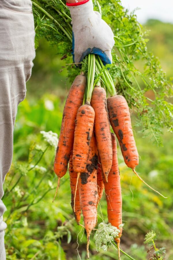 21 FUN Facts About Carrots That Will Amaze You!