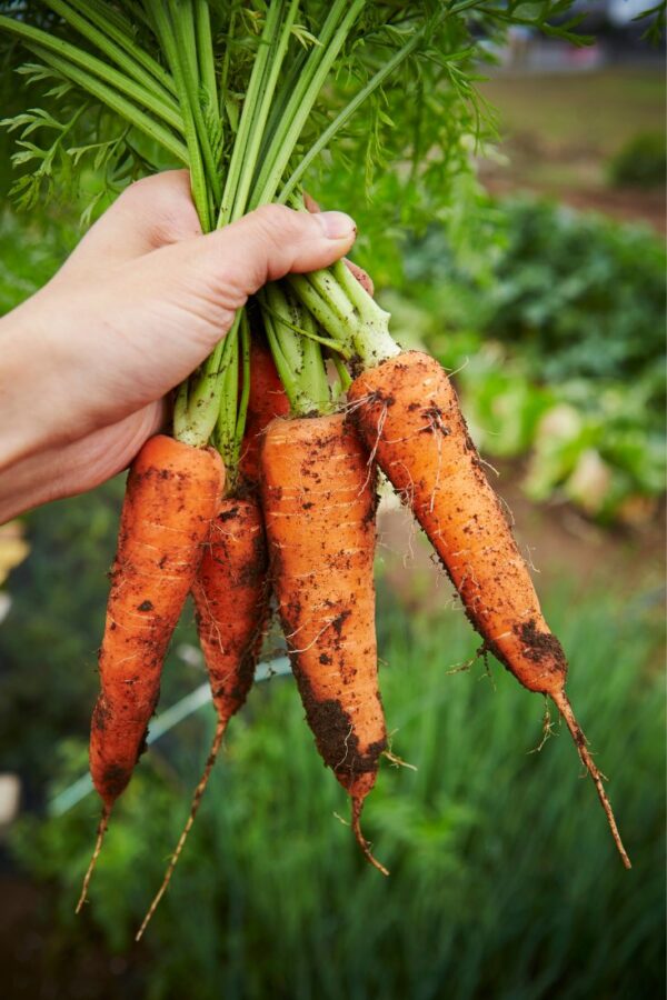 21 FUN Facts About Carrots That Will Amaze You!